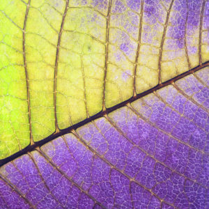 Tips to take great abstract photographs- rephotosolution.com